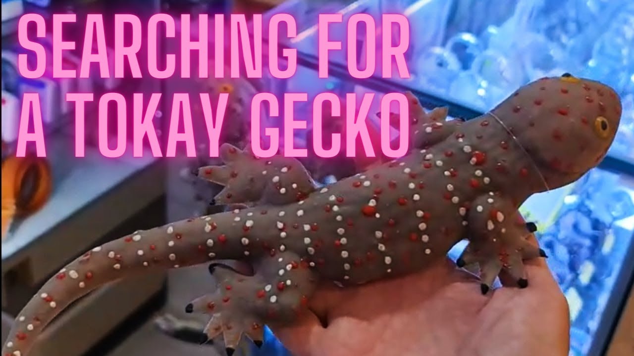 From Tokay Gecko Calls to Training Monkeys for Coconut Harvest, We ...