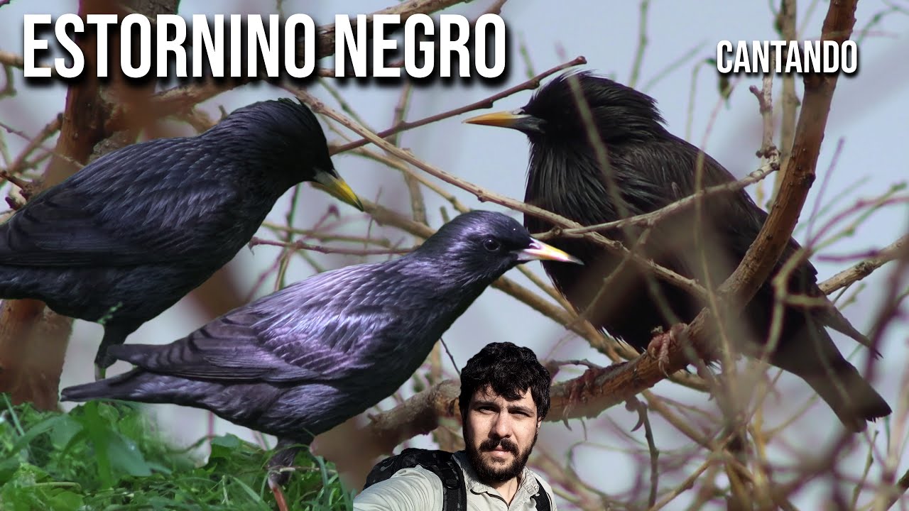 Estornino negro CANTANDO 4K (Sturnus unicolor) Spotless starling ...