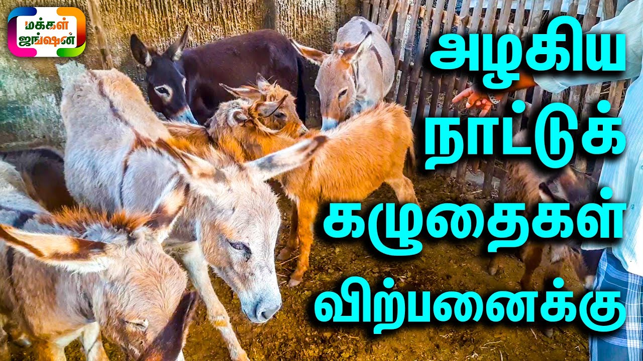 அழகிய நாட்டுக் கழுதைகள் விற்பனைக்கு || Native Donkeys || கழுதை பால் ...