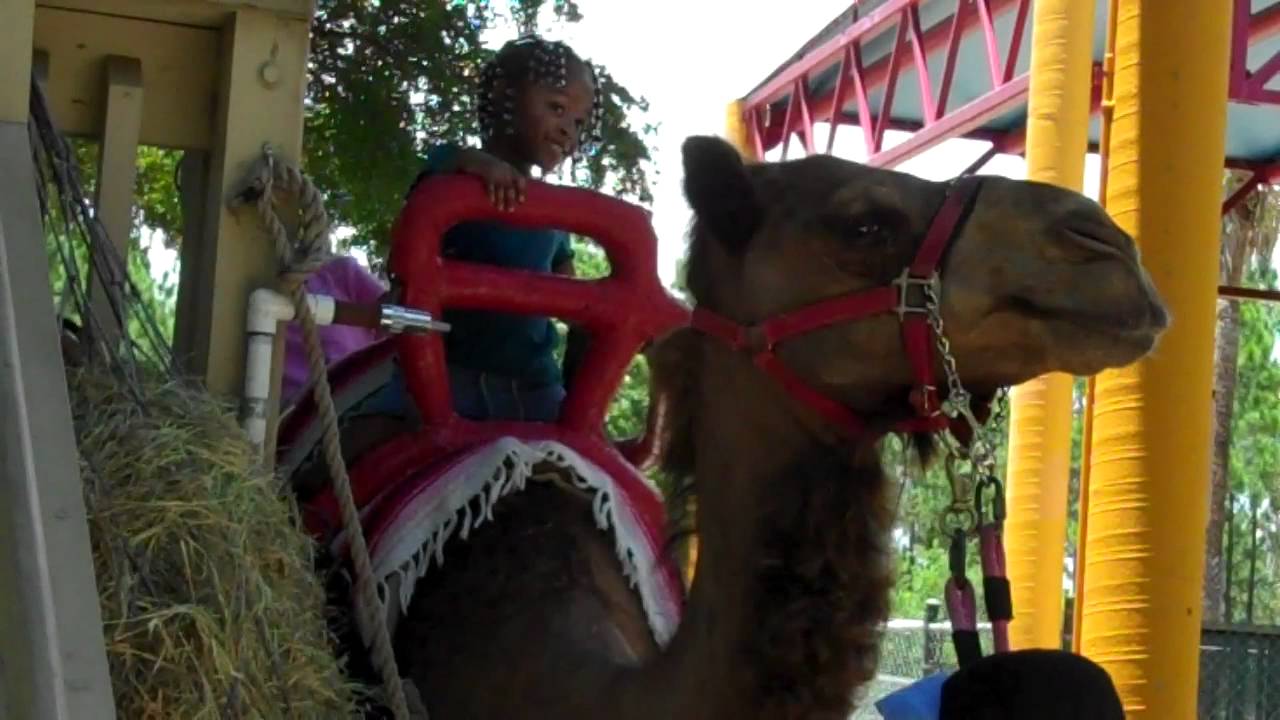 kids riding camel at Miami Zoo Part 2.MP4 - YouTube
