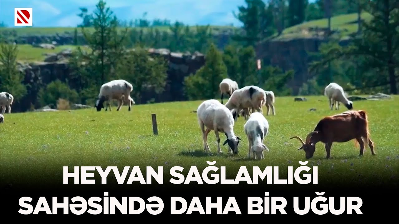 Heyvan sağlamlığı sahəsində daha bir uğur - YouTube