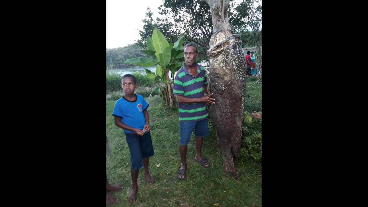 950 Pound Kawakawa ( Grouper) Caught in Fiji. Biggest Grouper Ever ...