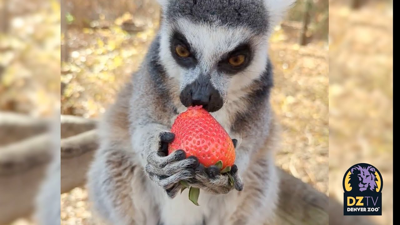 Our Lemurs Love Their Fruits and Veggies! - YouTube