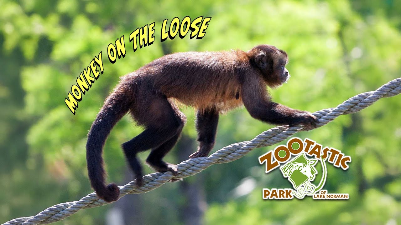 Monkey on the Loose - A Zootastic Tale About an Escaped Capuchin Monkey ...