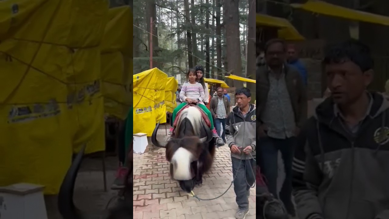 Yak riding and Horse riding 🥰🤗manali and shimla family trip wonderful ...