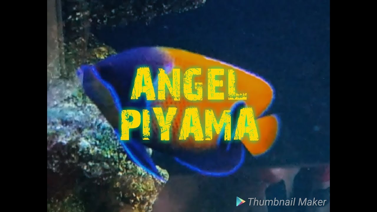 Memelihara Ikan Angel piyama / Keeping Bluegirdled Angelfish ...