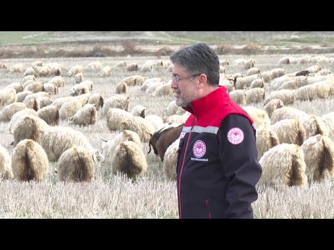 Tiftik keçisi için devlet destekli güçlü hamle