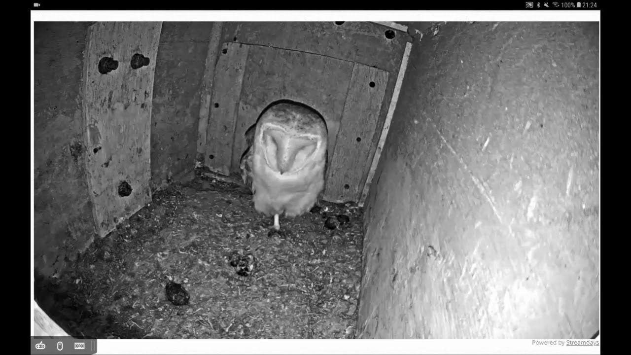 Essex WT Barn Owl cam @ 21 25 19th Jan 2020 - YouTube