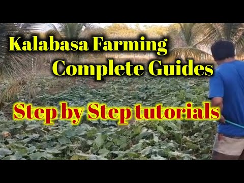 How To Plant Kalabasa From Seeds