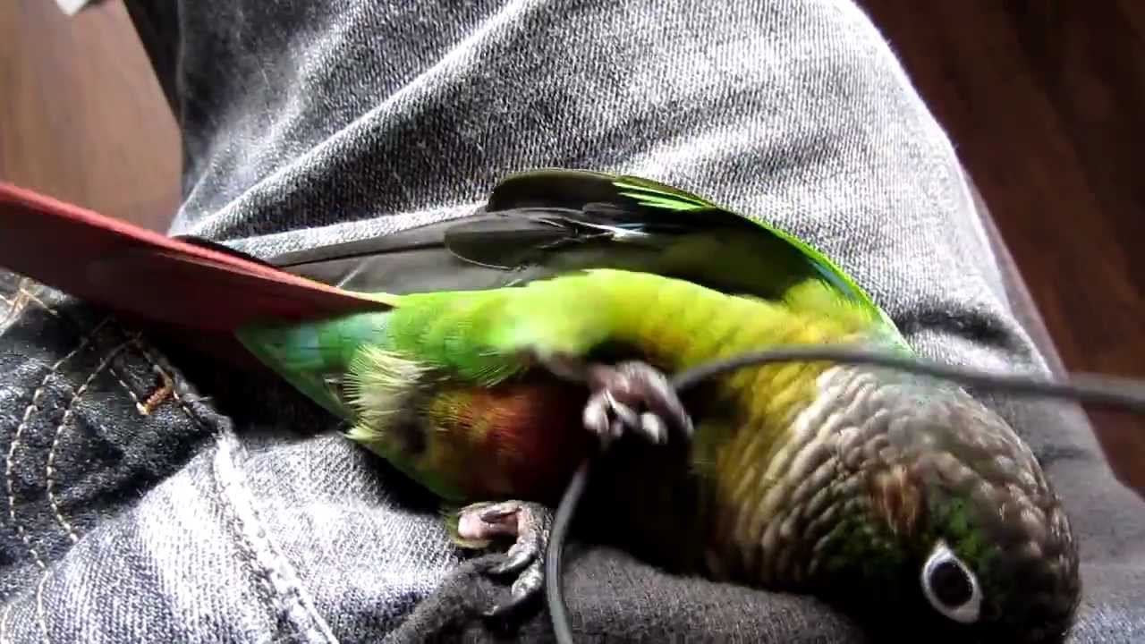Birdy the Green Cheek Conure and the Camera Lanyard - YouTube