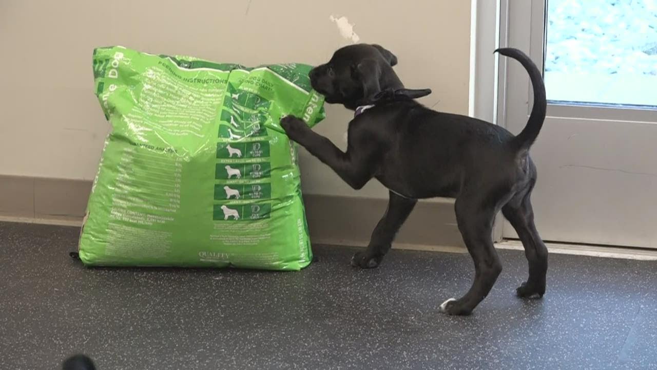 Harbor Humane Society celebrates national adopt a shelter dog month ...