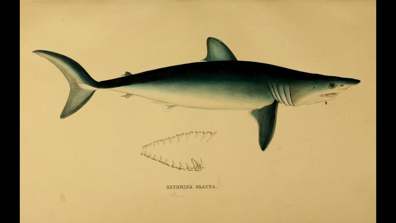 Creatures of the Pelagic Zone - YouTube