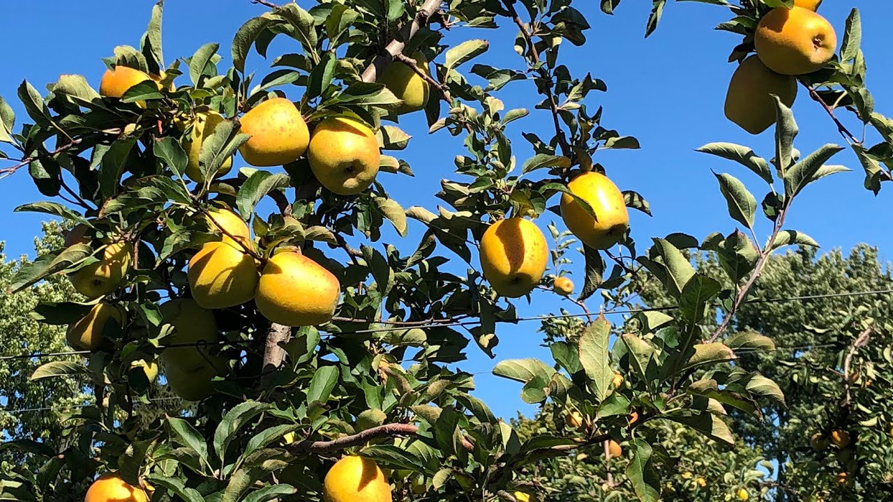 About "Orchard Management: Cultivars, Rootstocks & Training Systems ...