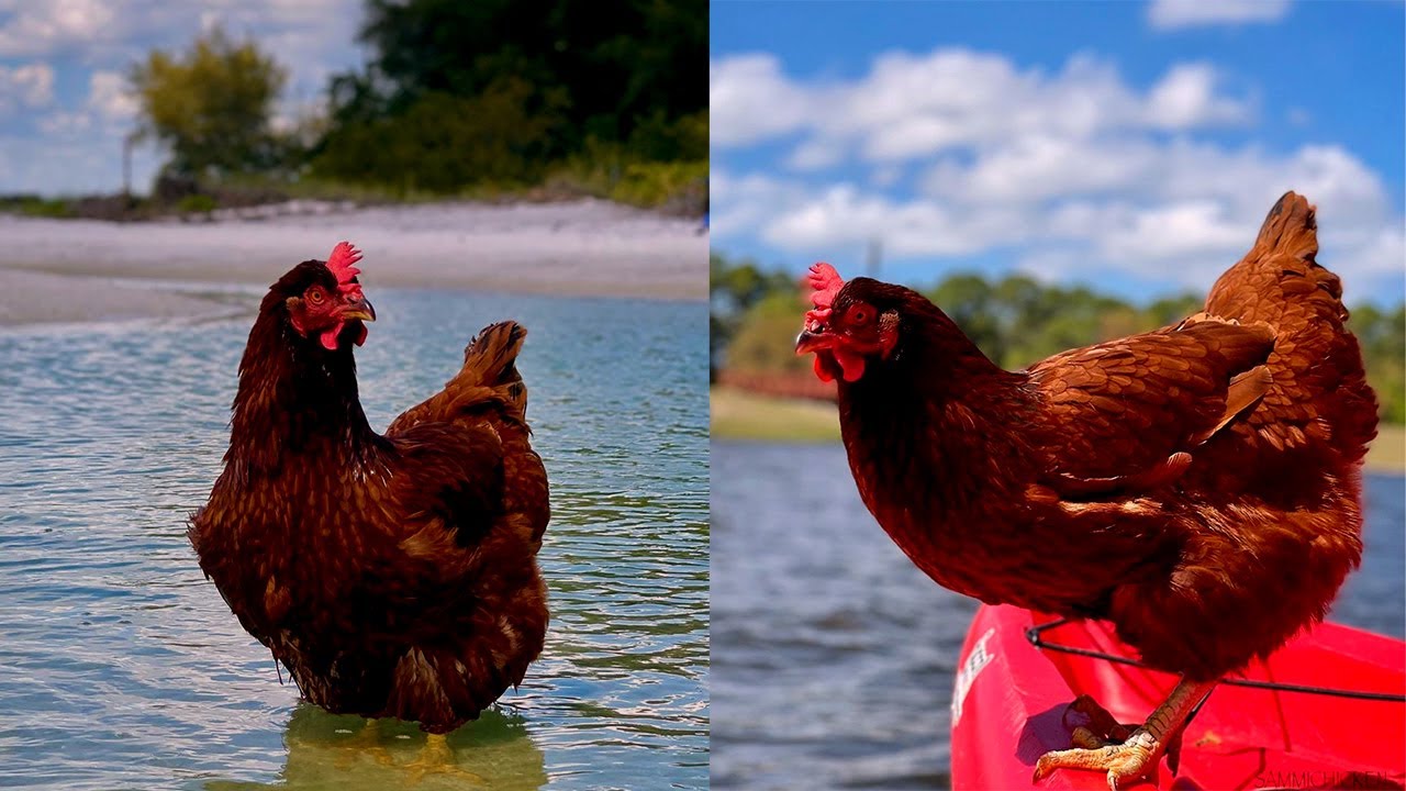 Surfin' Bird - Chicken Is A Surfboarding Pro | The Koala - YouTube