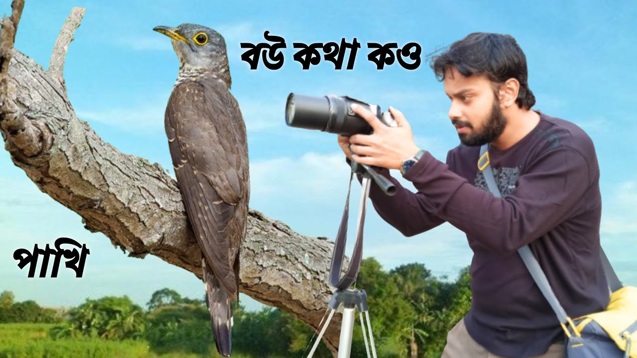 বউ কথা কও পাখি | Bou Kotha Kou Pakhi | Indian Cuckoo Bird | Documentary ...