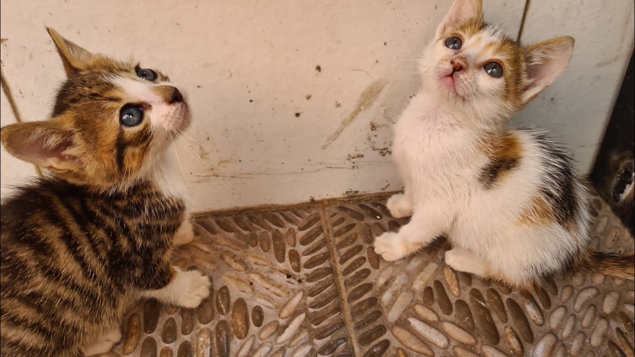 Cute cat videos that make you happy 🥰 - YouTube