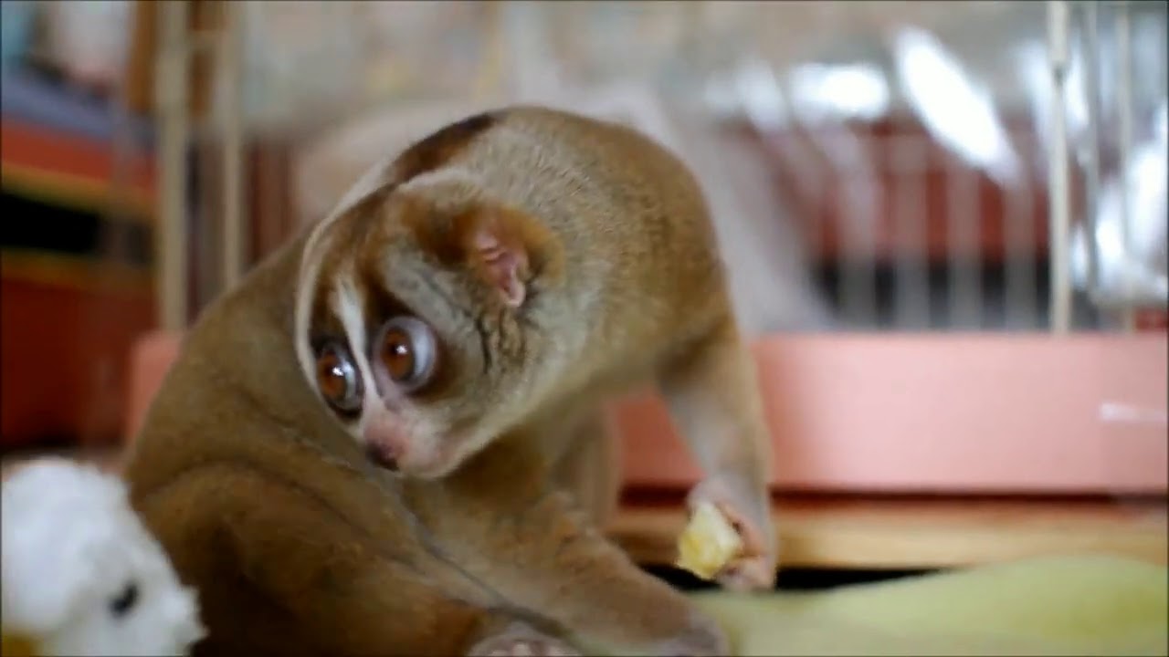 Slow Loris eating🍌 cute slow Loris baby slow Loris best video of slow ...