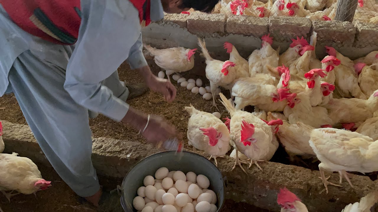 Hen Farming | Hen Farming Business | Hen Farm | Part 38 - YouTube