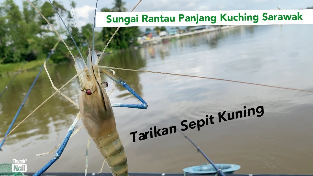 Memancing Udang Sepit Biru Part4-Sungai Rantau Panjang Kuching Sarawak ...