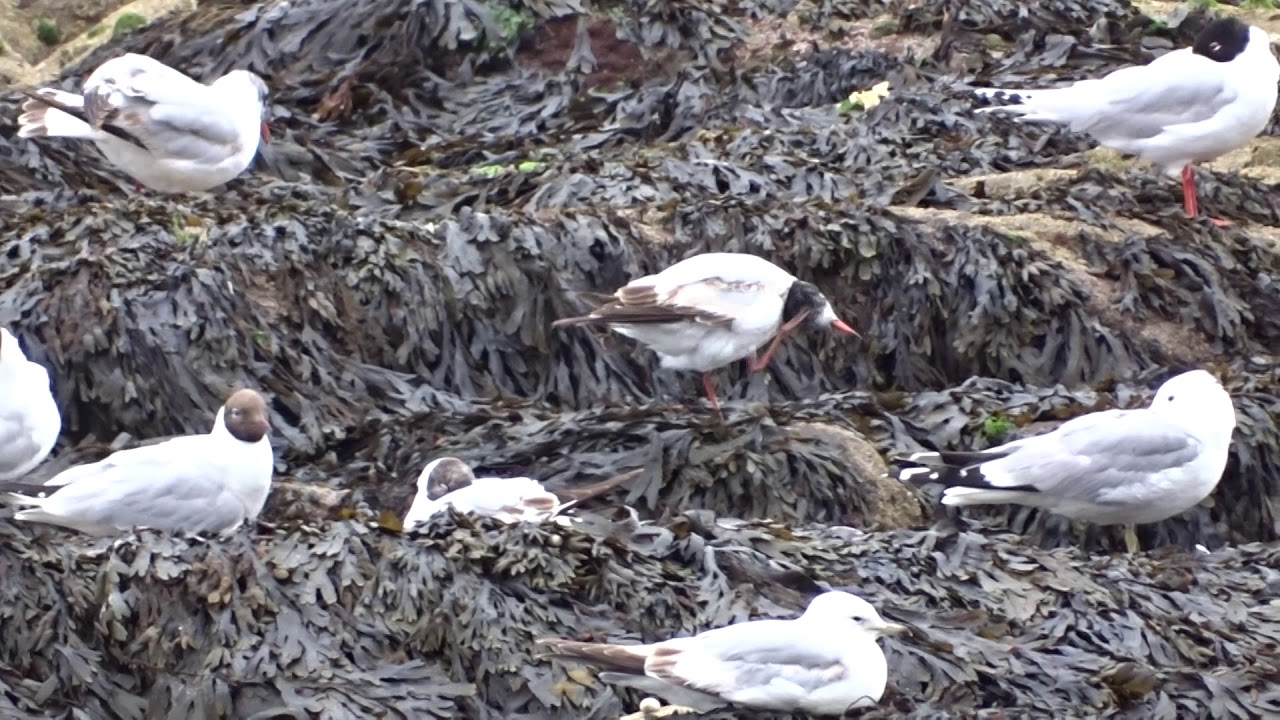 Fife Gull roost - - Sunday 28th June 2020 - YouTube
