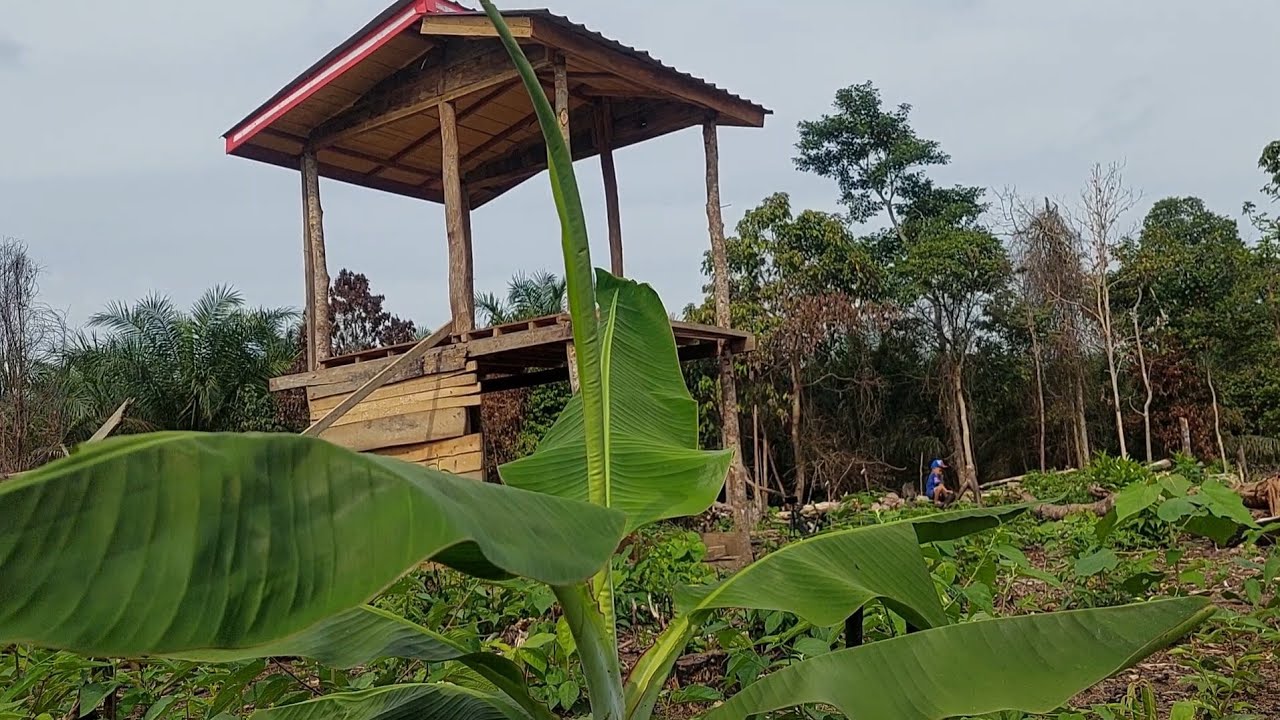 sudah lama gak kebun ume baru beginilah saat ini - YouTube