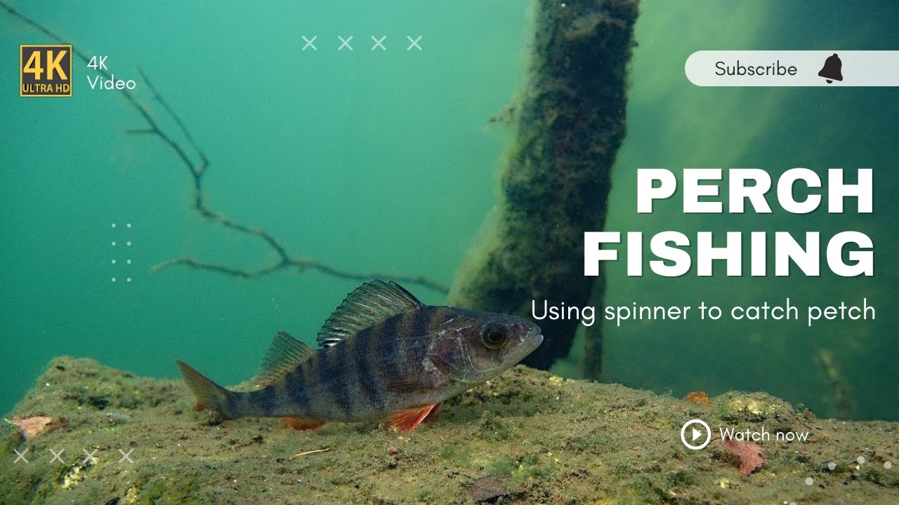 Spinner fishing for Perch (4K video) - YouTube