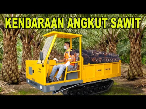 Angkut tandan sawit || Tigon Dumper Crawler - YouTube