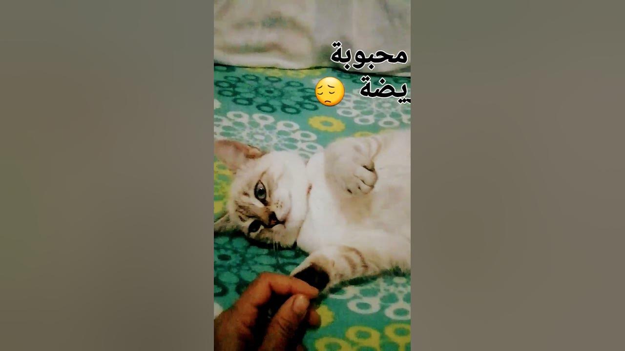 قطة مريضة 😔🐱🐱🐱قطة من يعرف دواء هذه القطة انها مصبة الإسهال 🐱 Youtube