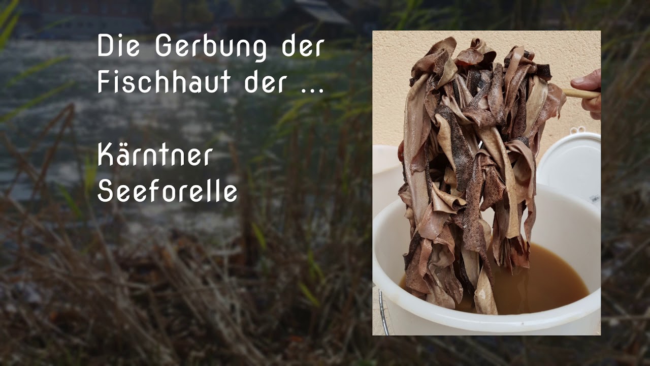 Wie gerbt man Fischhaut ... Tanning skin of fish ... - YouTube
