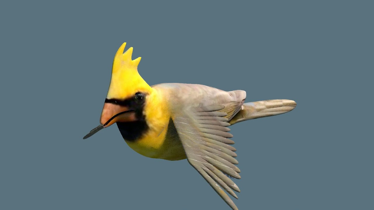 cardinal animation - YouTube