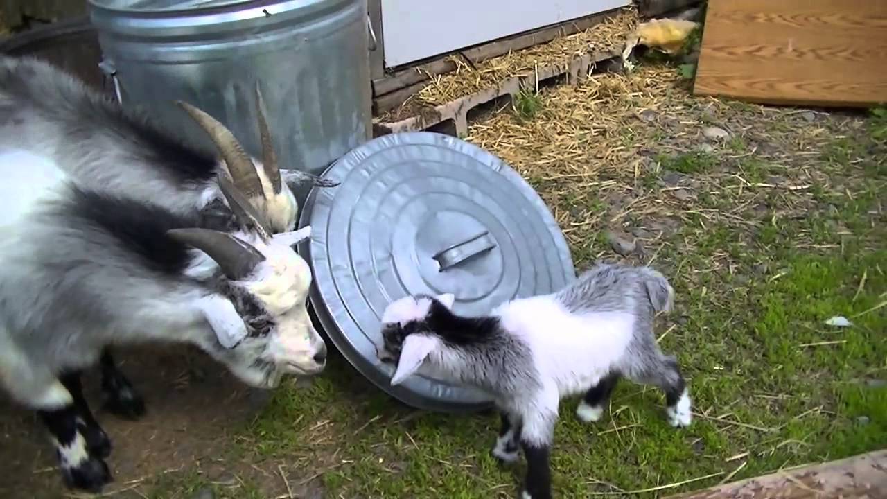 cute baby pygmy goat buckling day of birth video born 6 17 2014 - YouTube