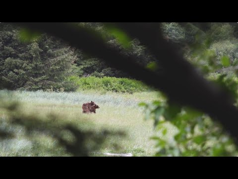 Bears Mating | Alaska | Lindblad Expeditions