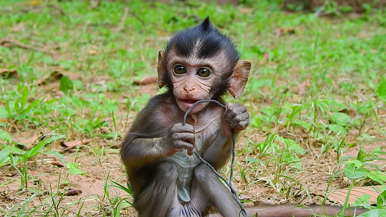 Better day for baby Daniela live without Dolly and DeeDee, baby monkey ...