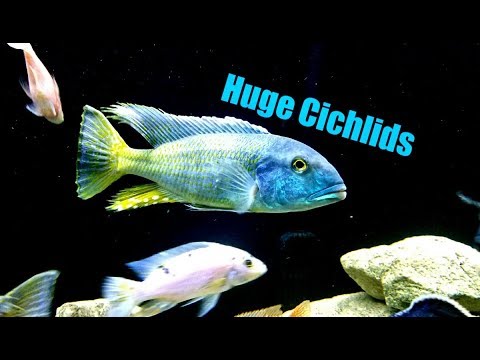 Tour a Show Tank With HUGE CICHLIDS!! This is Where My Large Predators ...