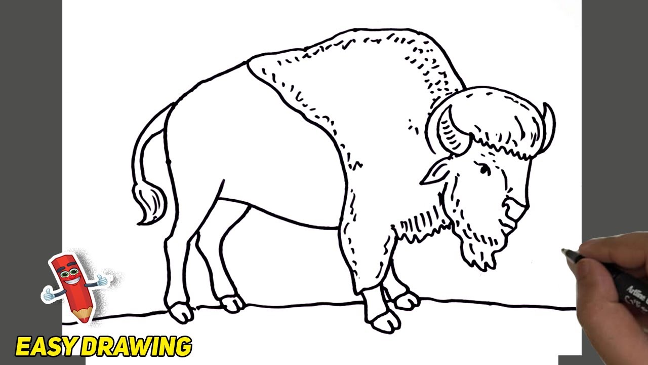 Bison easy line drawing | How to draw a Bison very easy and Step by ...