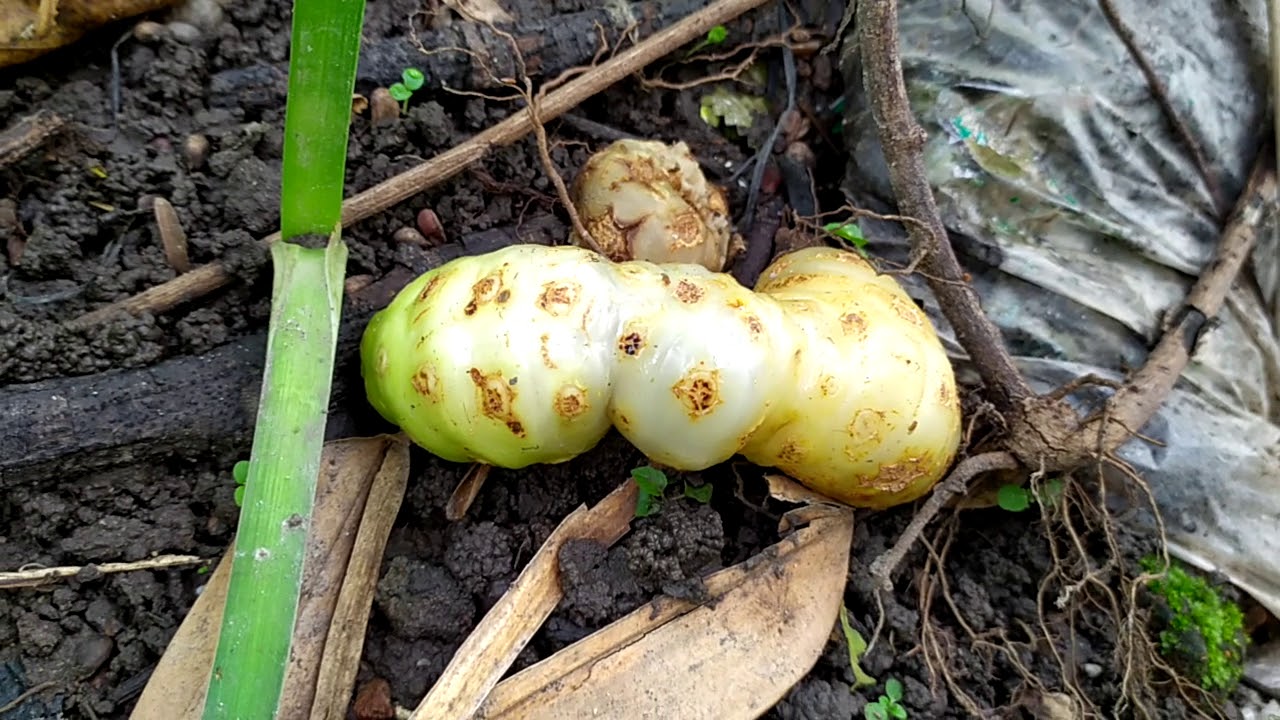 Tanaman herbal buah pace kaya manfaat - YouTube