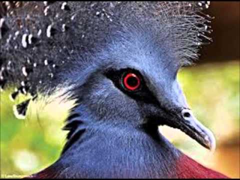 Mohawk Pigeon - The Slacker's Agenda - YouTube