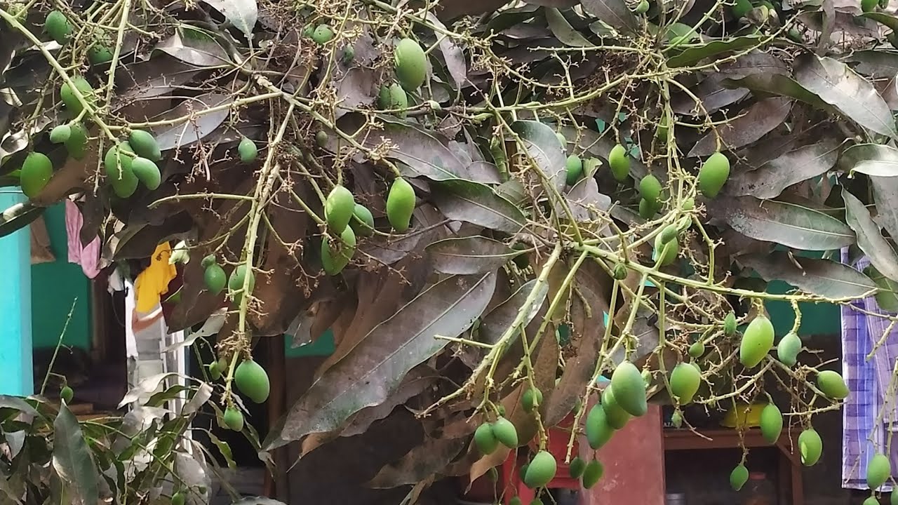 umropuli Amer bagan Mango 🥭🥭 🌲🌲🌲🥭.. subscribe Korean.. - YouTube