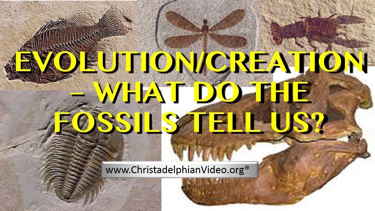Evolution Vs Creation: What do the Fossils Tell Us! - YouTube