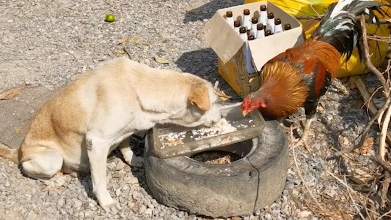 Pet Dog And Chicken Eat Lunch Together - YouTube