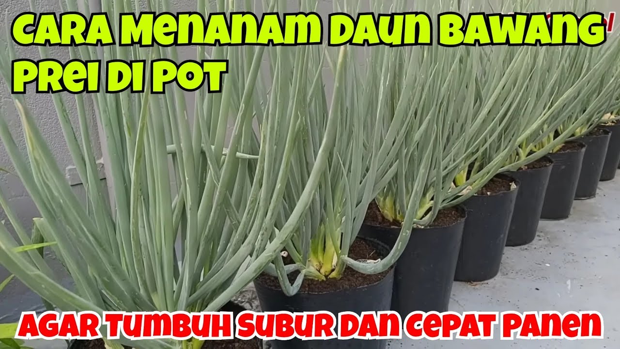 CARA MENANAM DAUN BAWANG PREI DI POT AGAR TUMBUH SUBUR DAN CEPAT PANEN ...