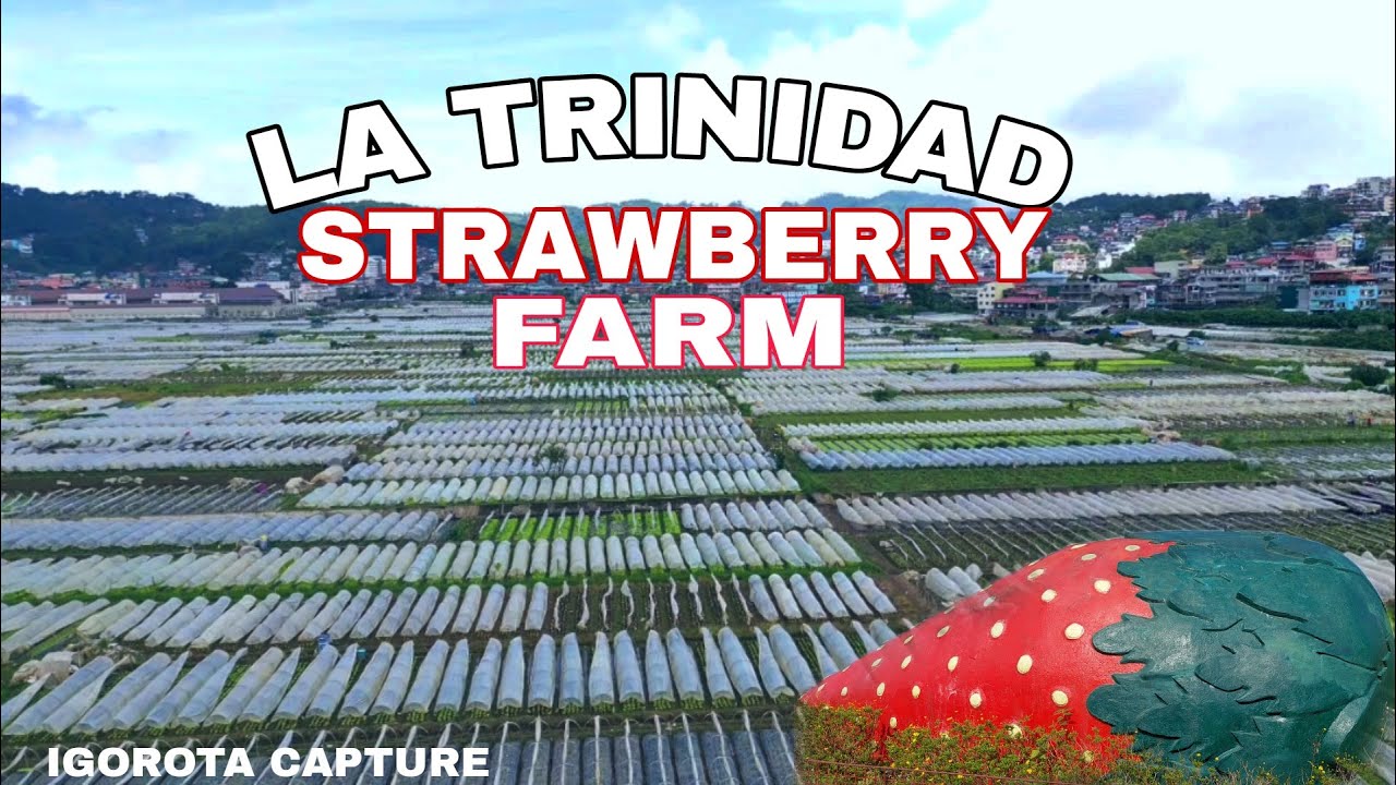 Strawberry Farm La Trinidad Benguet | Aerial Drone Footage - YouTube