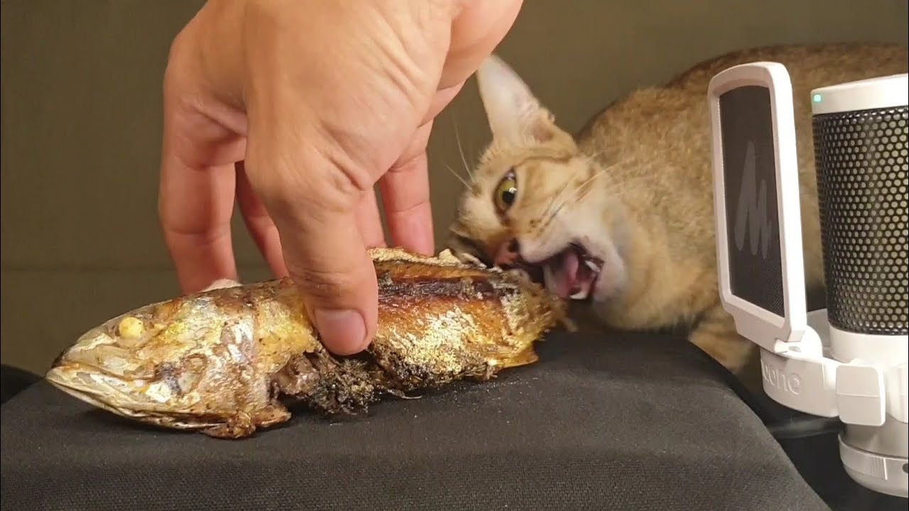 6 Minutes ASMR Cat eating Fish Compilation - YouTube