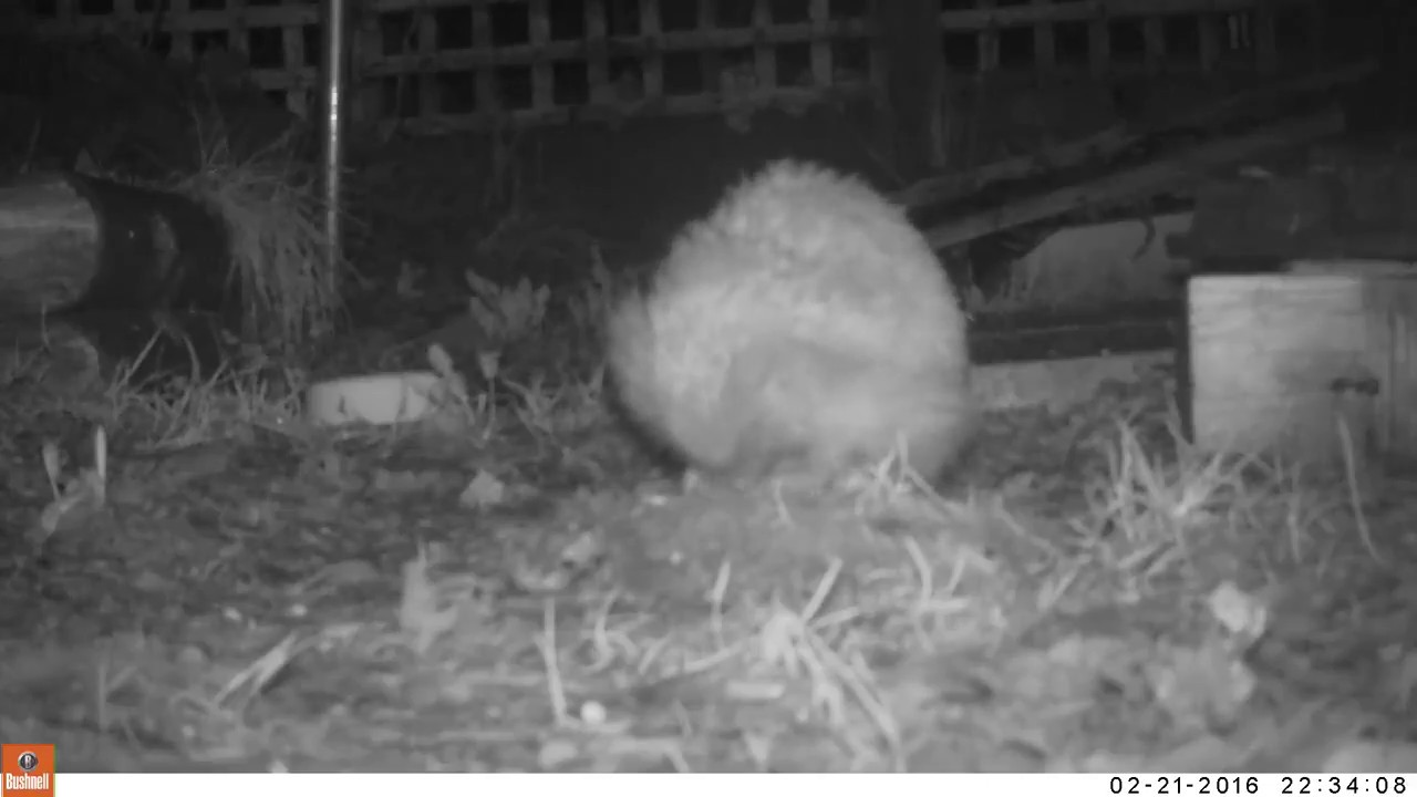 Hedgehog Eating Slug - YouTube