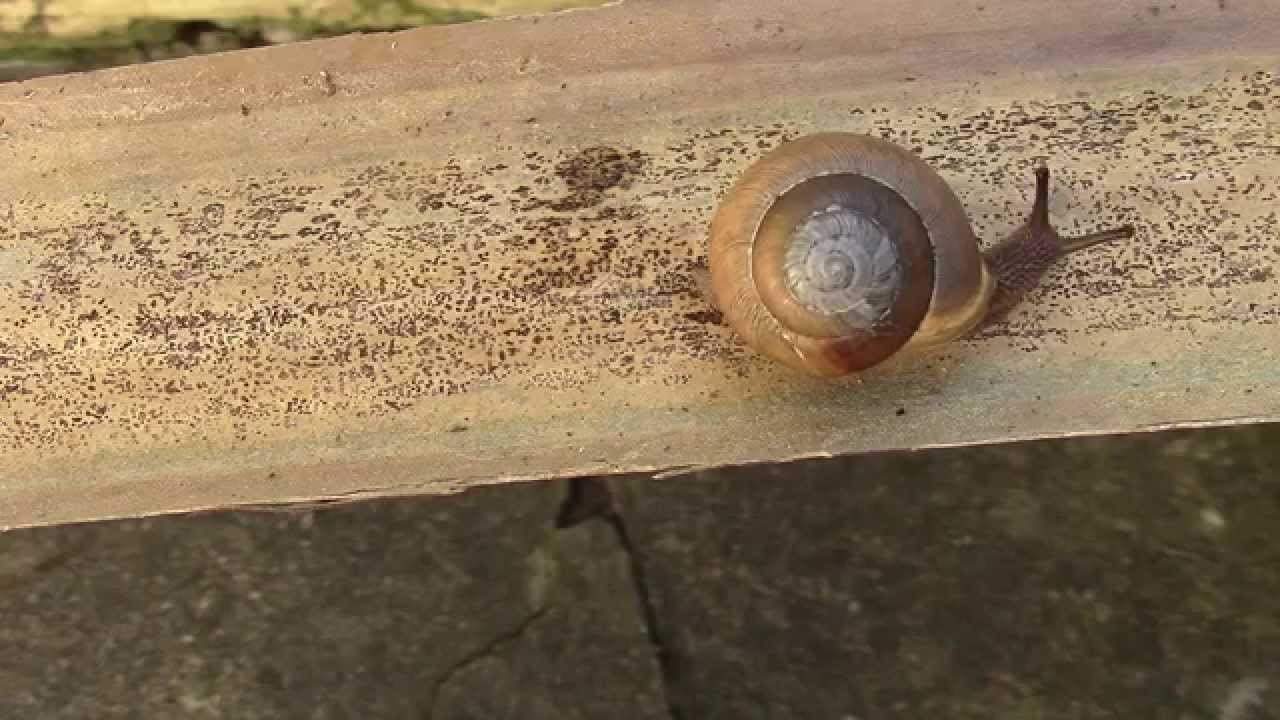 Mesodon thyroidus (Say, 1817) White-lip Globe Snail - YouTube