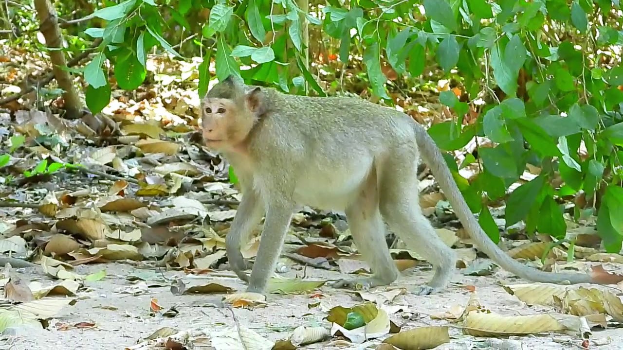 LITTLE MONKEYS PLAY WITH HAMMOCK - YouTube