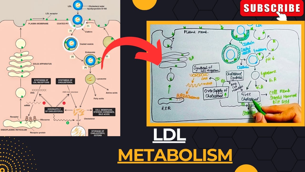 LDL Metabolism | Metabolism of Low Density Lipoproteins | Lipid ...