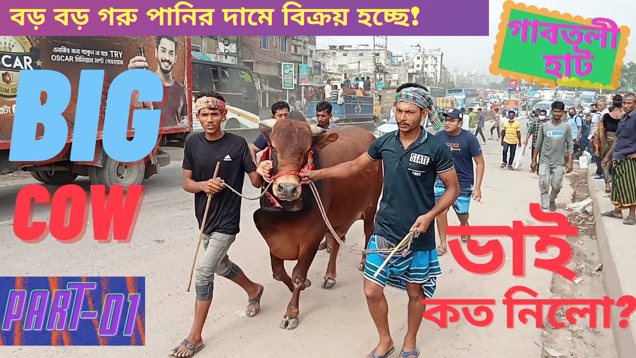 New Crazy Cow Collection 2022 || Big Cow Price In Bangladesh | Khamar ...