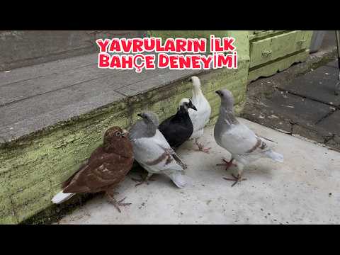 YAVRU POSTALAR İLK BAHÇE DENEYİMİ ( RENKLİ POSTA )