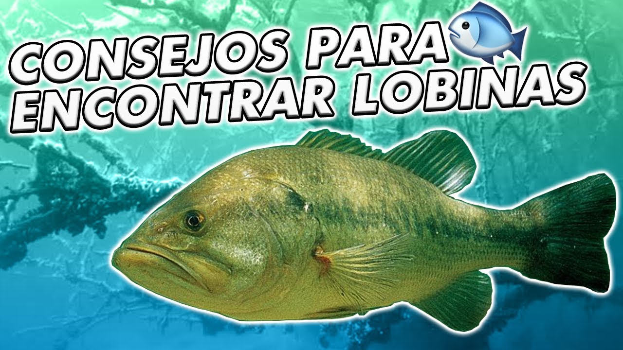 PESCA LOBINAS EN CUALQUIER EMBALSE 😱 - YouTube